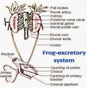 Excretory System in a Frog - Online Science Notes