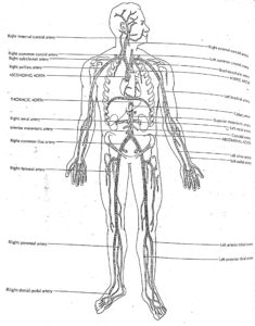 The Arterial system in human beings - Online Science Notes