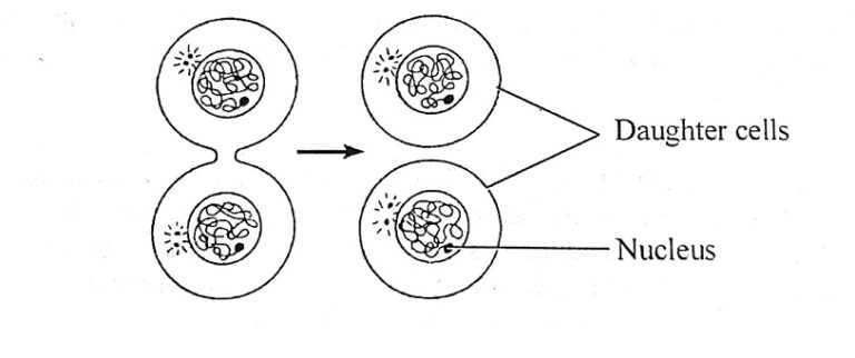 Mitotic cell division (Mitosis), its stages and Significance - Online ...