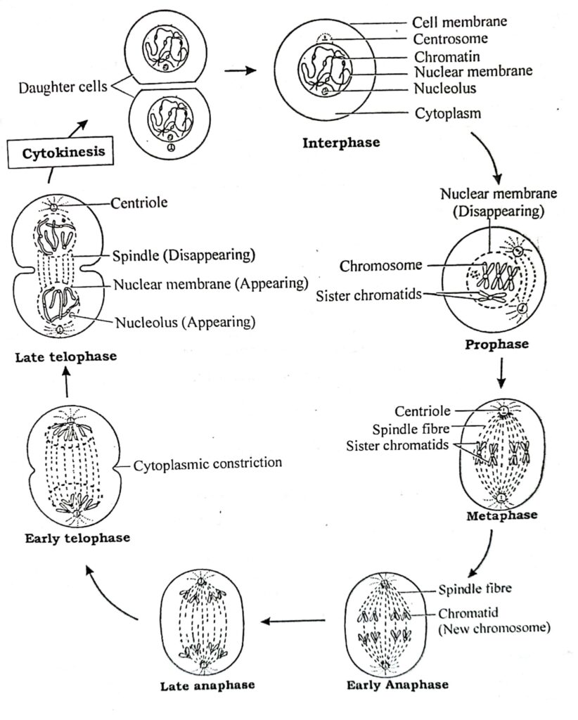 Mitotic cell division (Mitosis), its stages and Significance - Online ...