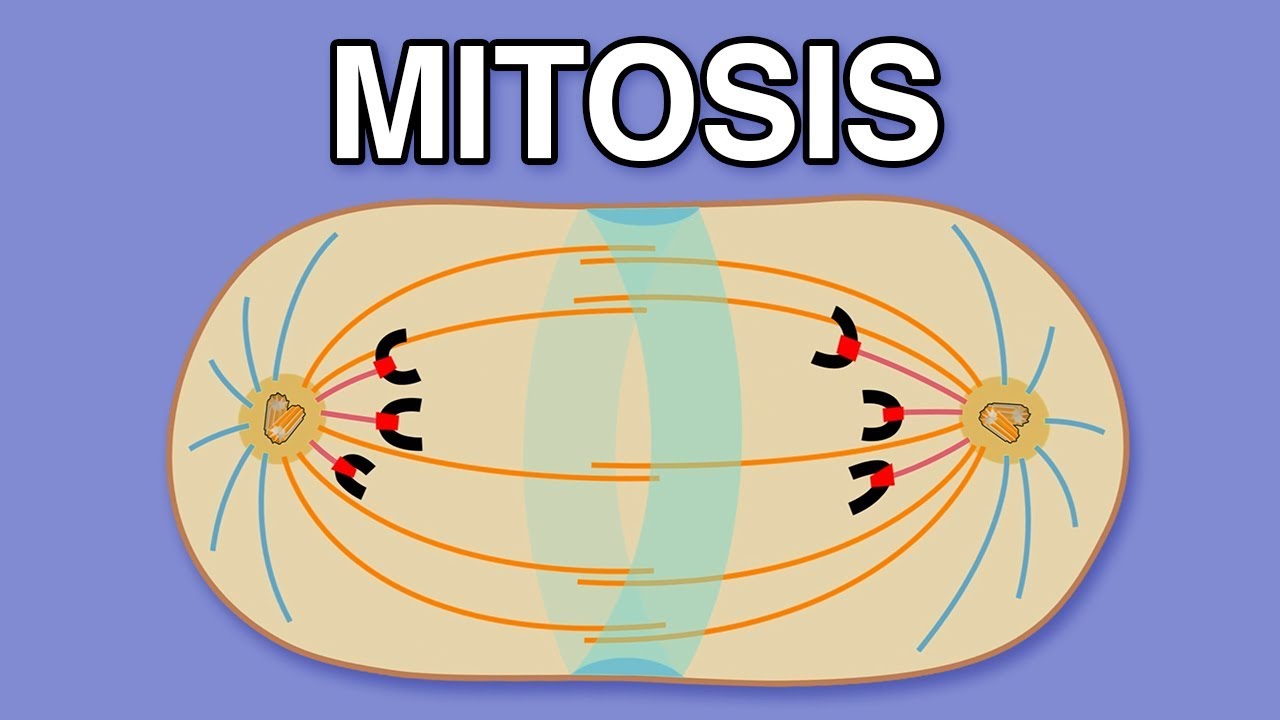 Mitotic cell division (Mitosis), its stages and Significance - Online ...