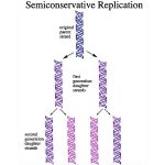 Semi-conservative DNA Replication - Online Science Notes