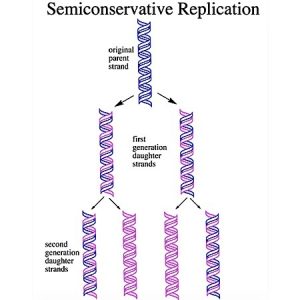 Semi-conservative DNA Replication - Online Science Notes